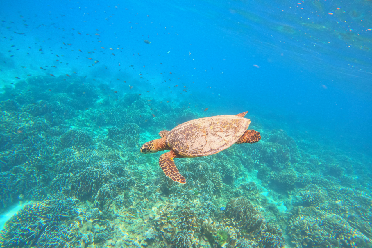 Similan Islands - Khao Lak Wonderland Tours